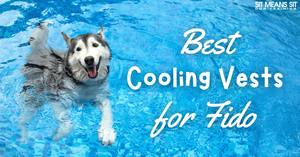The Best Cooling Vests for Dogs - Sit Means Sit Dog Training